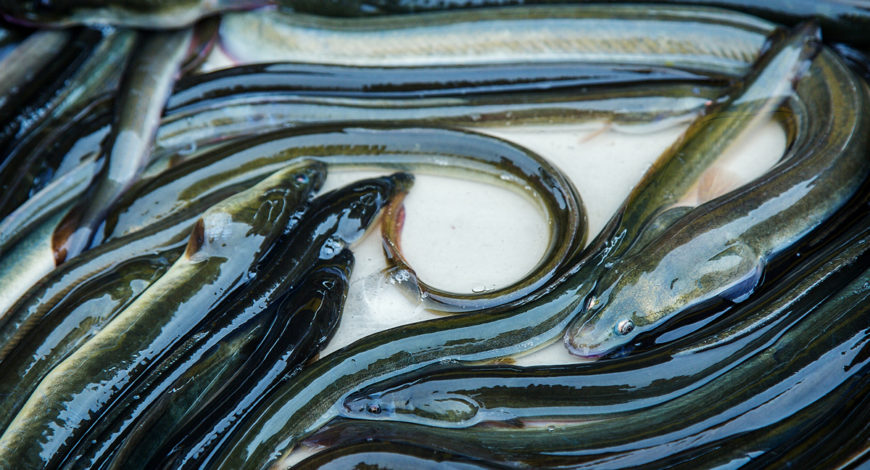 Exportaciones de angulas se disparan en 2019 en medio de la fiebre por ...